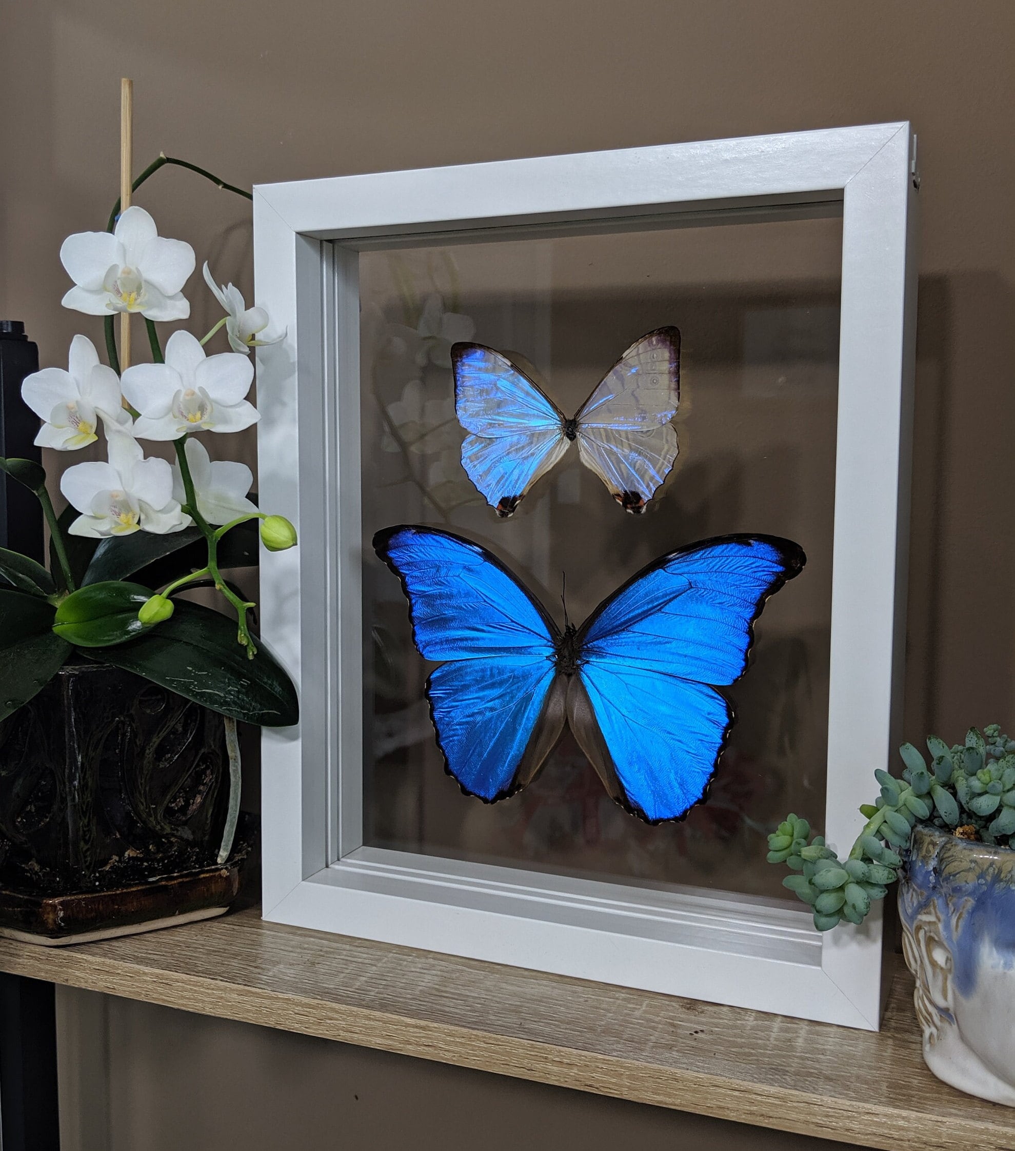 Morpho Butterfly Framed Collection 8x10 Pearl Morpho Sulkowski and ...