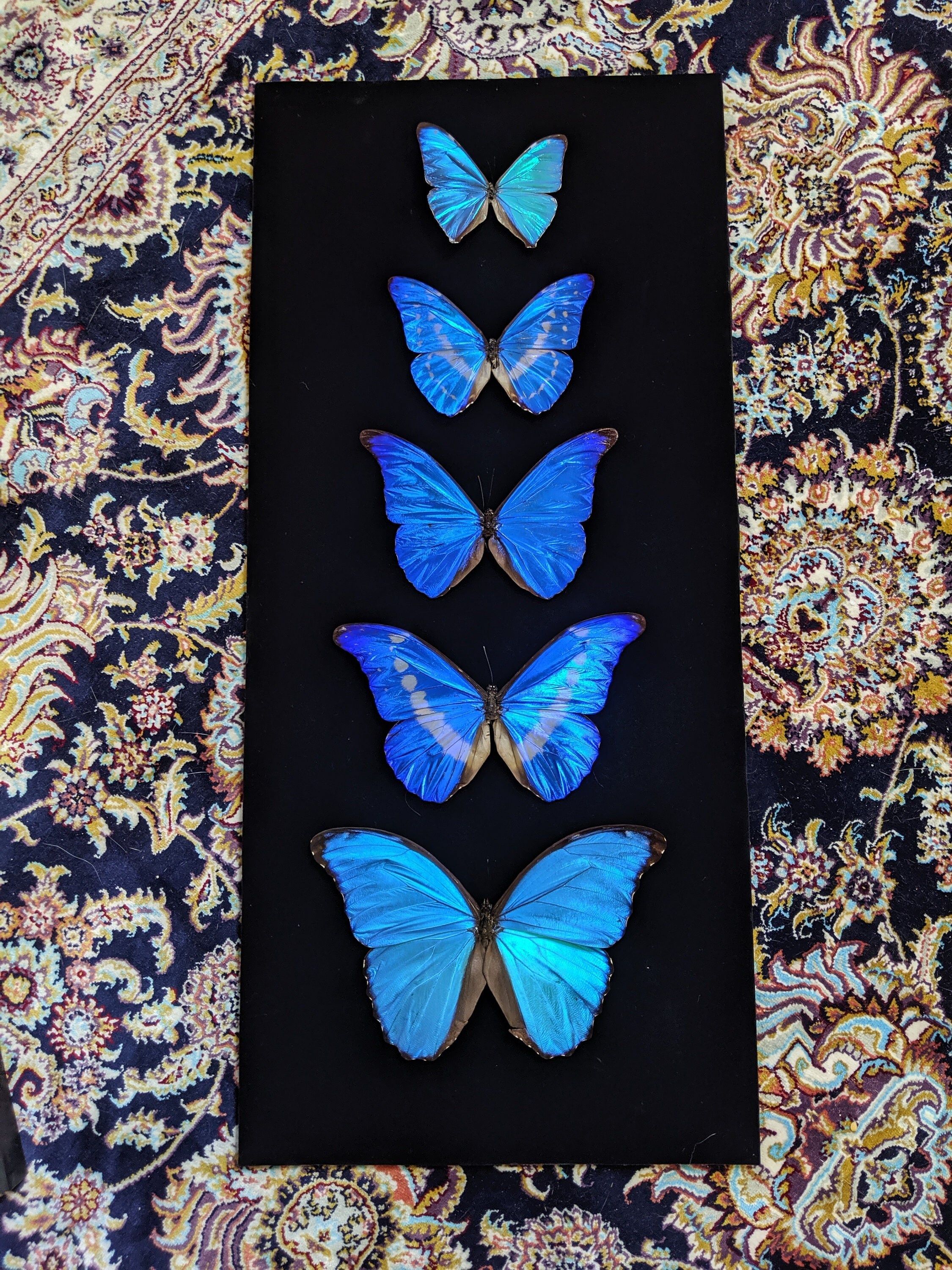 Rare Blue Morpho Butterfly Deluxe Collection on Black Velour 9x20 ...