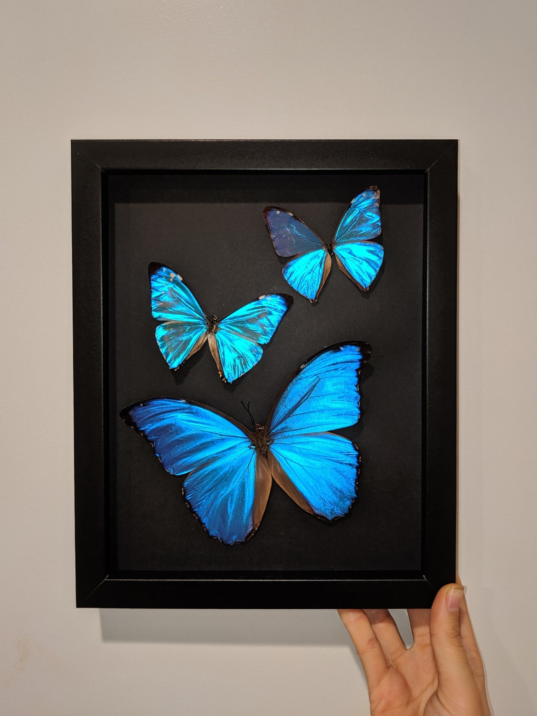 Morpho Butterfly Framed Collection Morpho Didius and Morpho Zephyritis 8x10 Black Frame - Etsy
