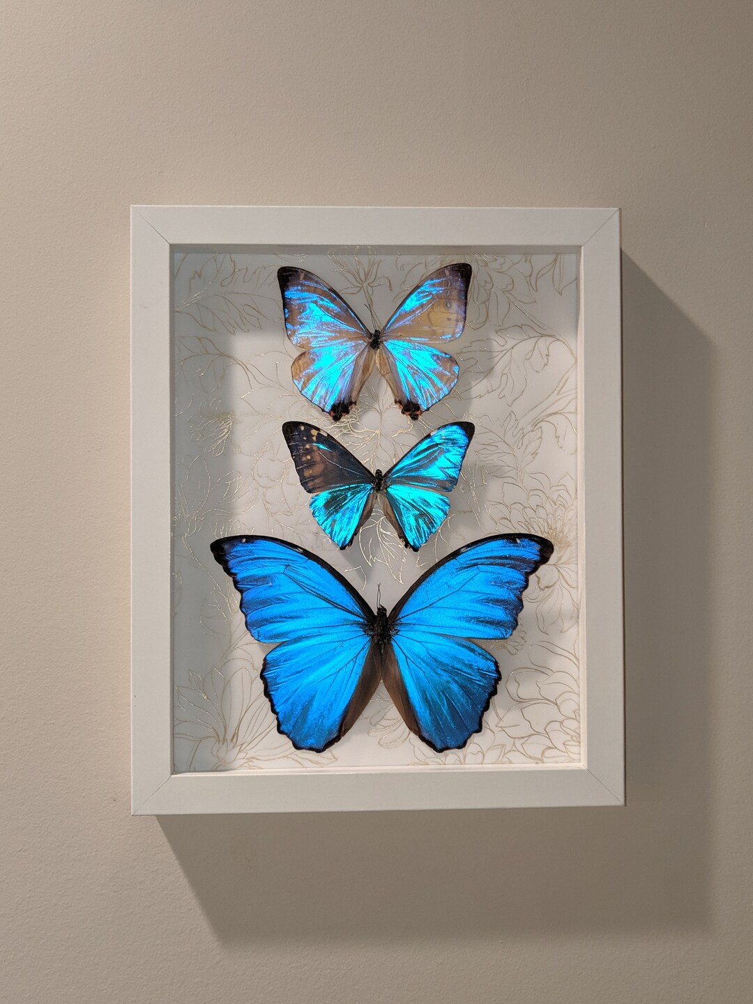 Morpho Butterfly Framed Collection 8x10 White Frame With Gold Detail ...