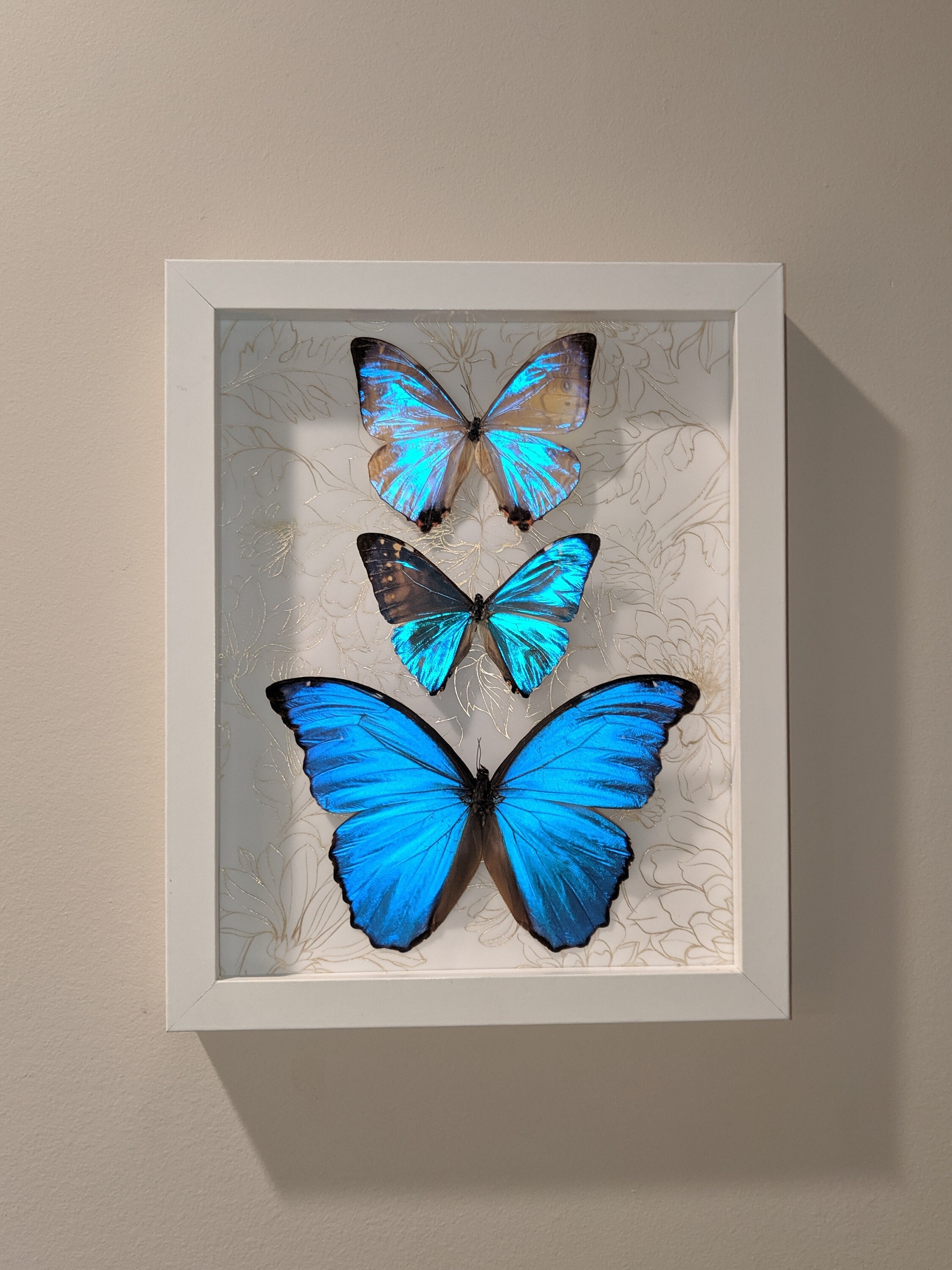 Morpho Butterfly Framed Collection 8x10 White Frame With Gold Detail ...