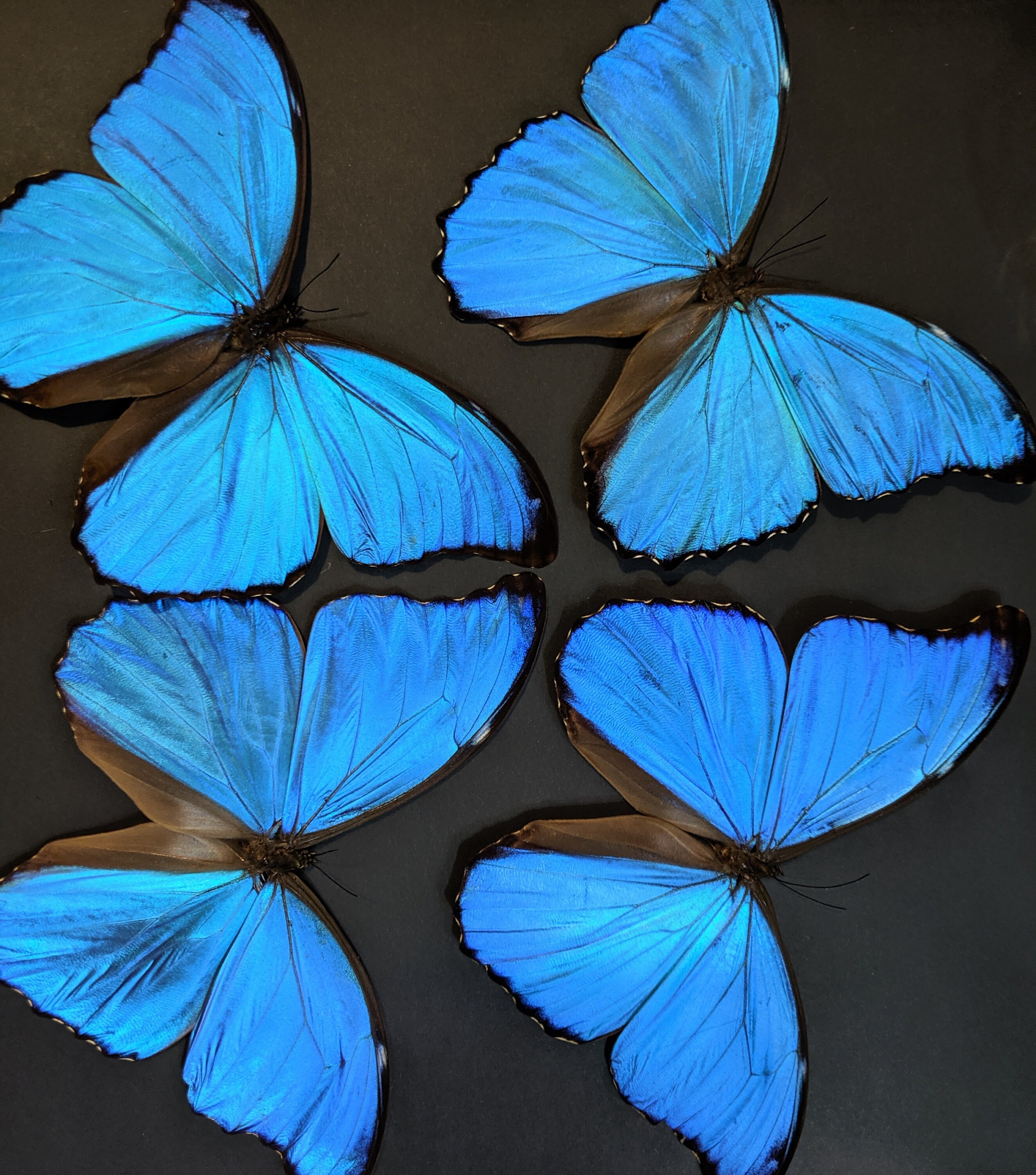 Rare Blue Morpho Butterfly Deluxe Collection on Black Velour 9x20 Morpho Helena, Giant Morpho ...