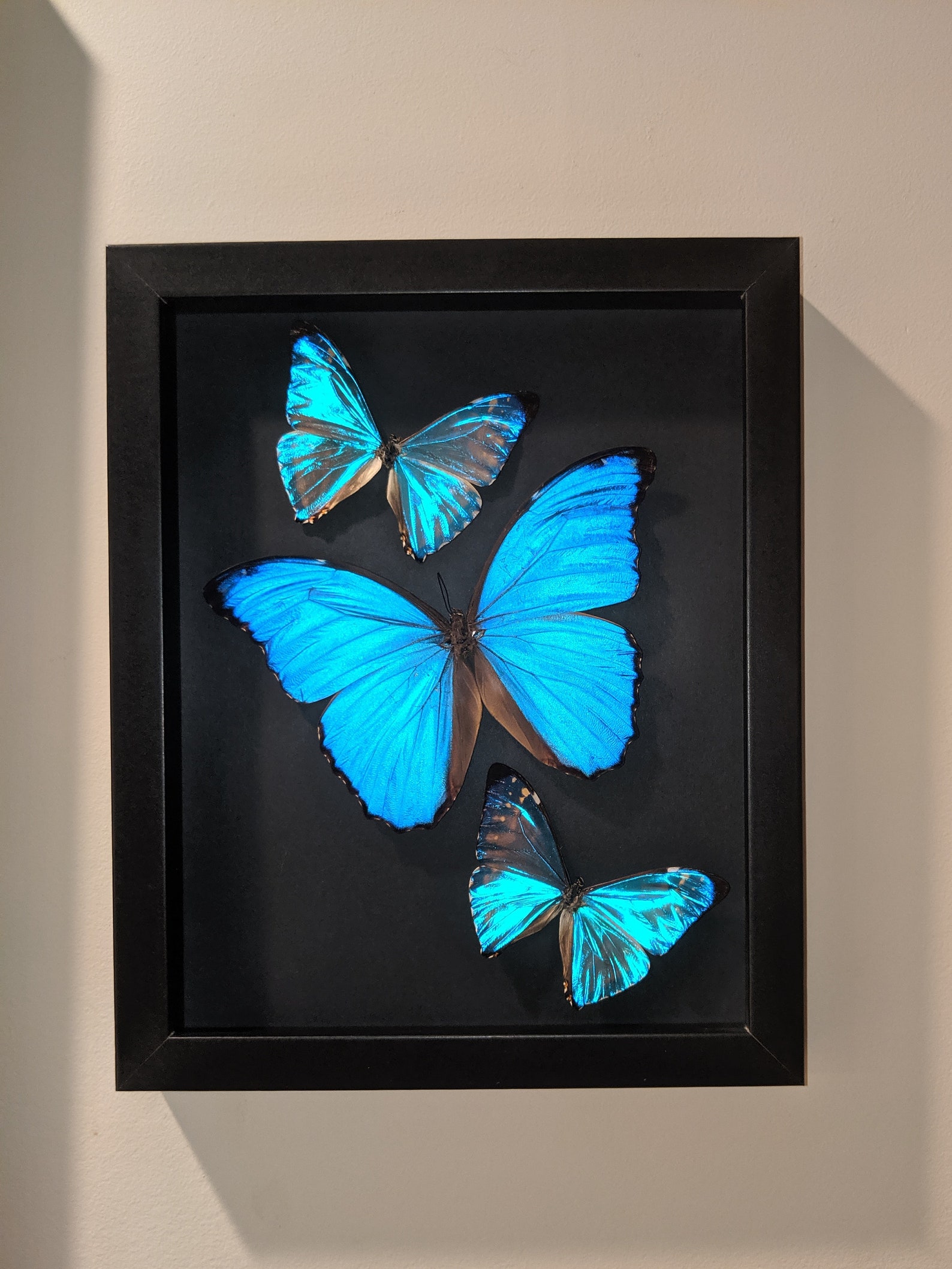 Morpho Butterfly Framed Collection Morpho Didius and Morpho - Etsy