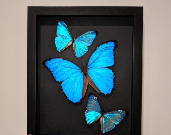 Morpho Butterfly Framed Collection Morpho Didius and Morpho Zephyritis 8x10 Black Frame - Etsy