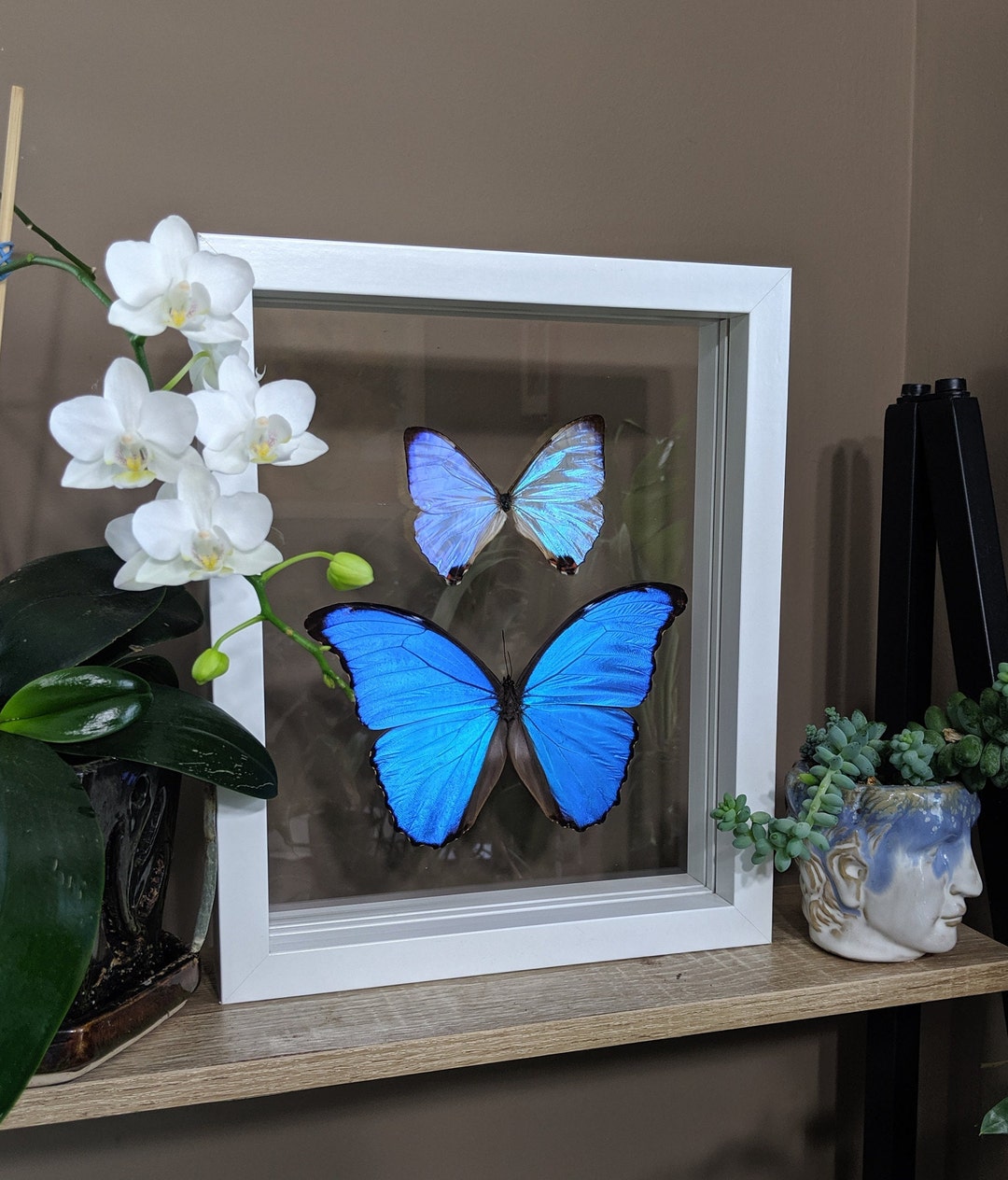 Morpho Butterfly Framed Collection 8x10 Pearl Morpho Sulkowski and ...
