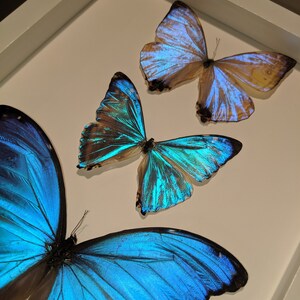 Morpho Butterfly Framed Collection 8x10 White Frame. Morpho Didius ...
