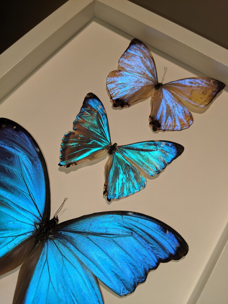 Morpho Butterfly Framed Collection 8x10 White Frame. Morpho - Etsy
