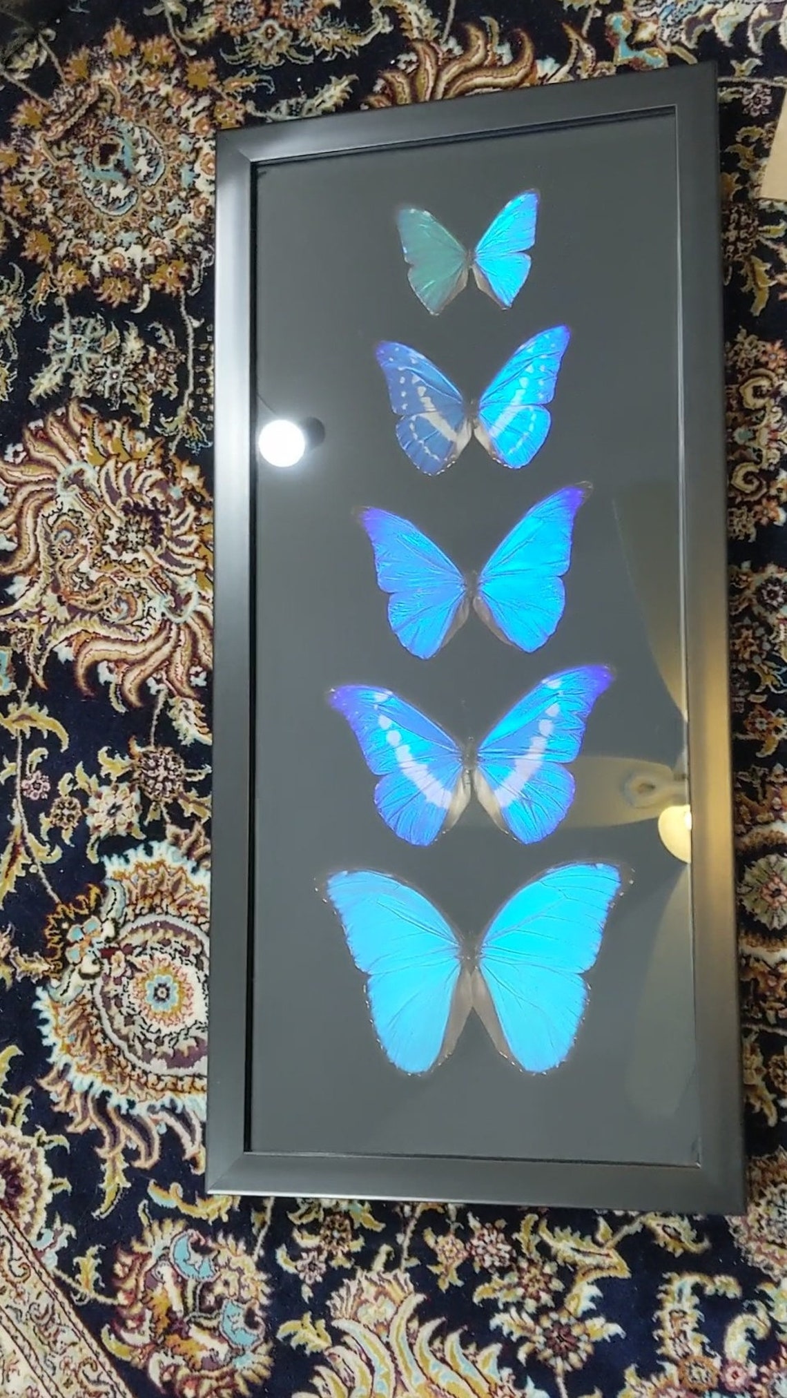 Rare Blue Morpho Butterfly Deluxe Collection on Black Velour 9x20 Morpho Helena, Giant Morpho ...