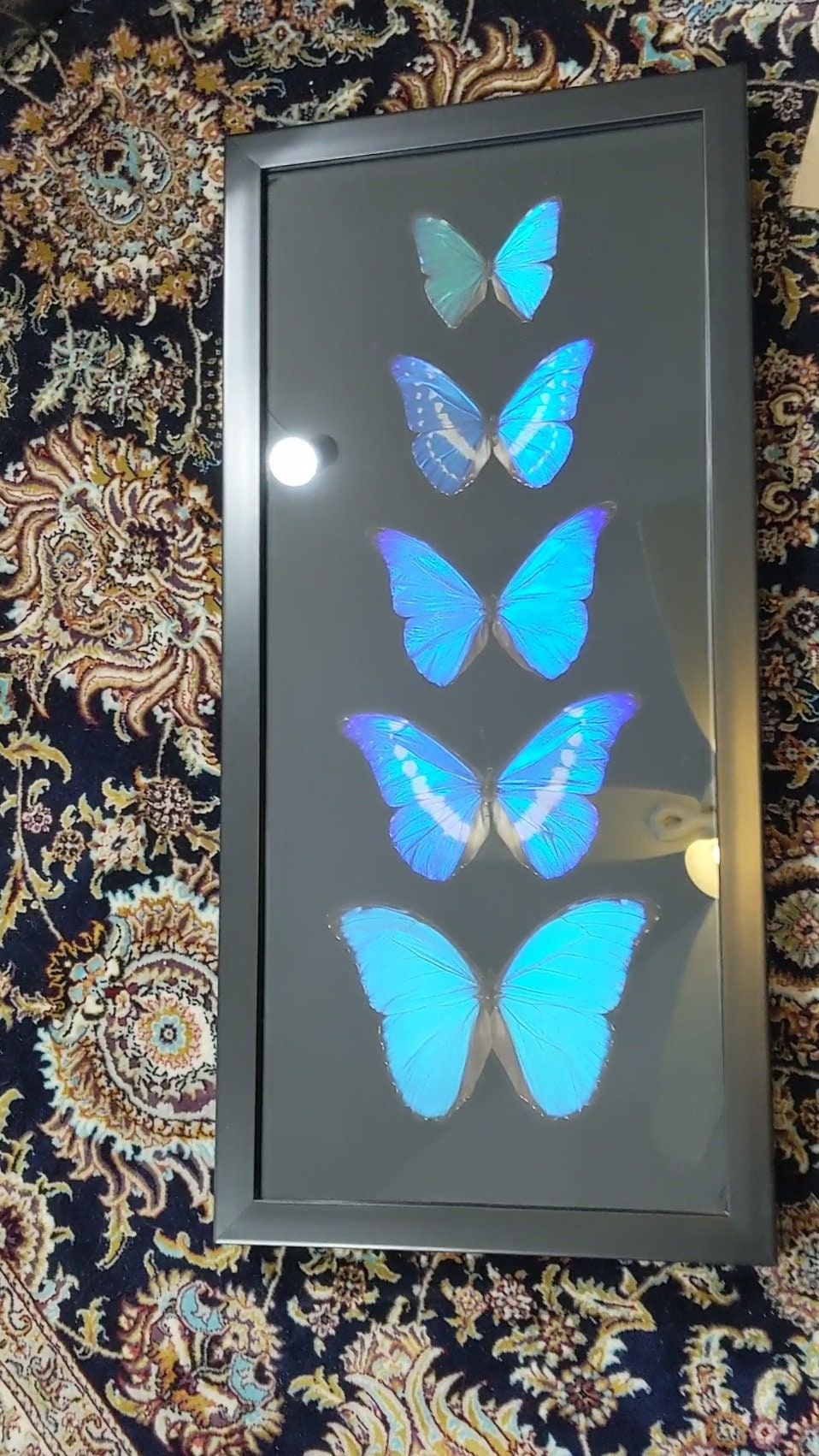 Rare Blue Morpho Butterfly Deluxe Collection on Black Velour 9x20 Morpho Helena, Giant Morpho ...