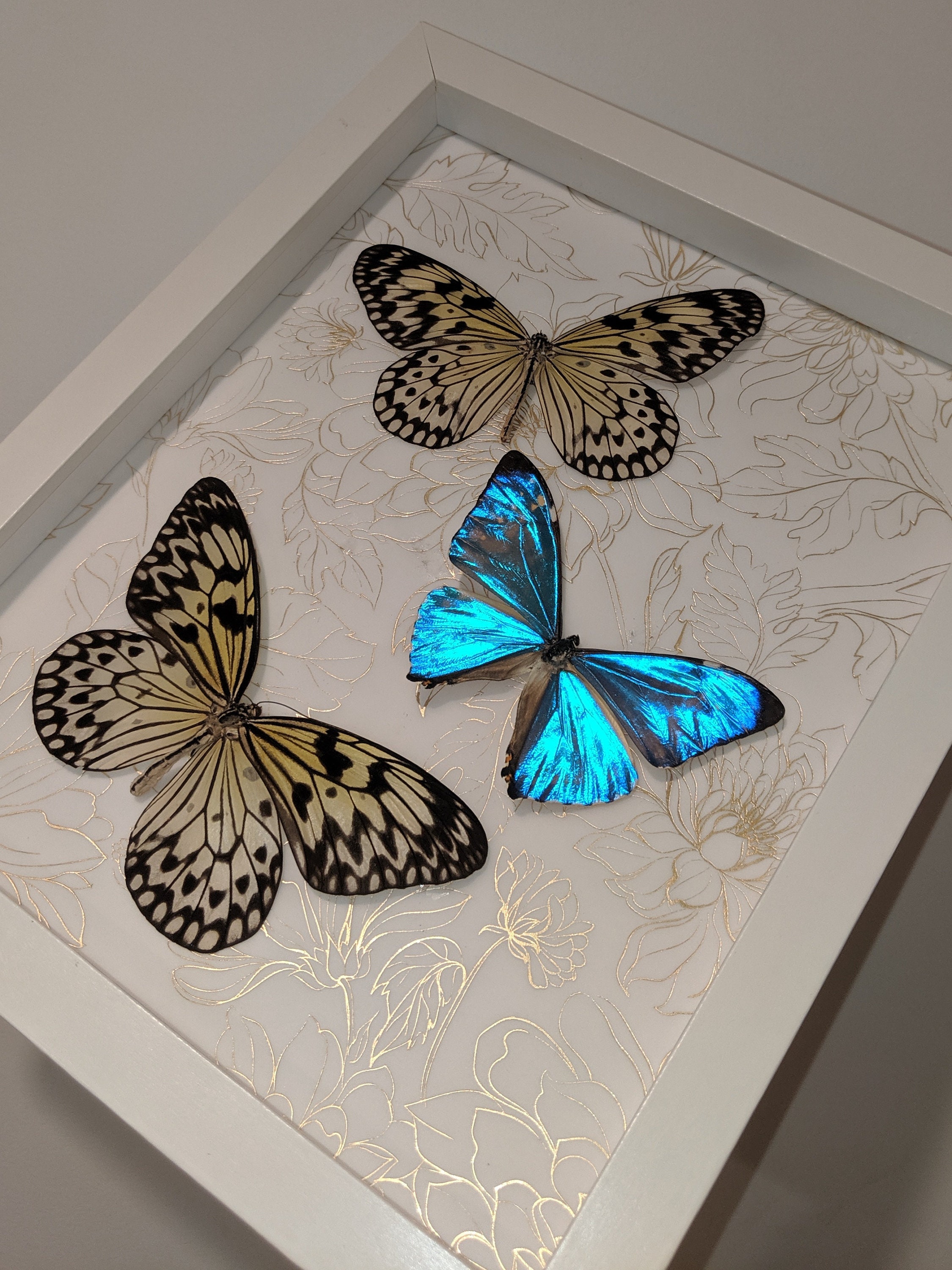 Tropical Butterfly Framed Collection 8x10 White Frame With Gold Detail ...