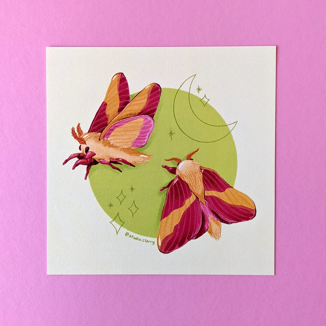 Rosy Maple Moth - 6" Art Print - Etsy