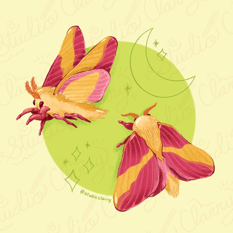 Rosy Maple Moth - 6" Art Print - Etsy