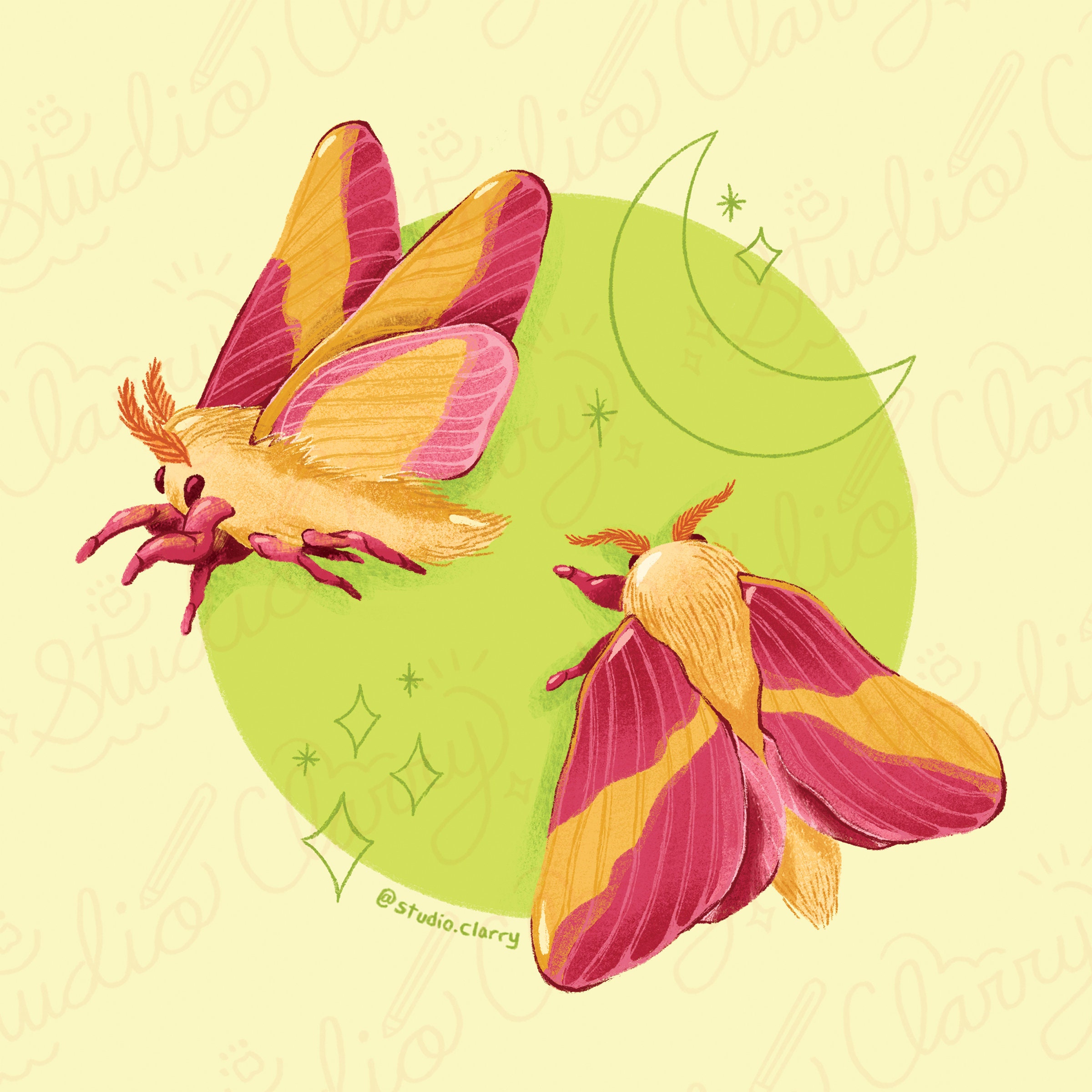 Rosy Maple Moth - 6" Art Print - Etsy