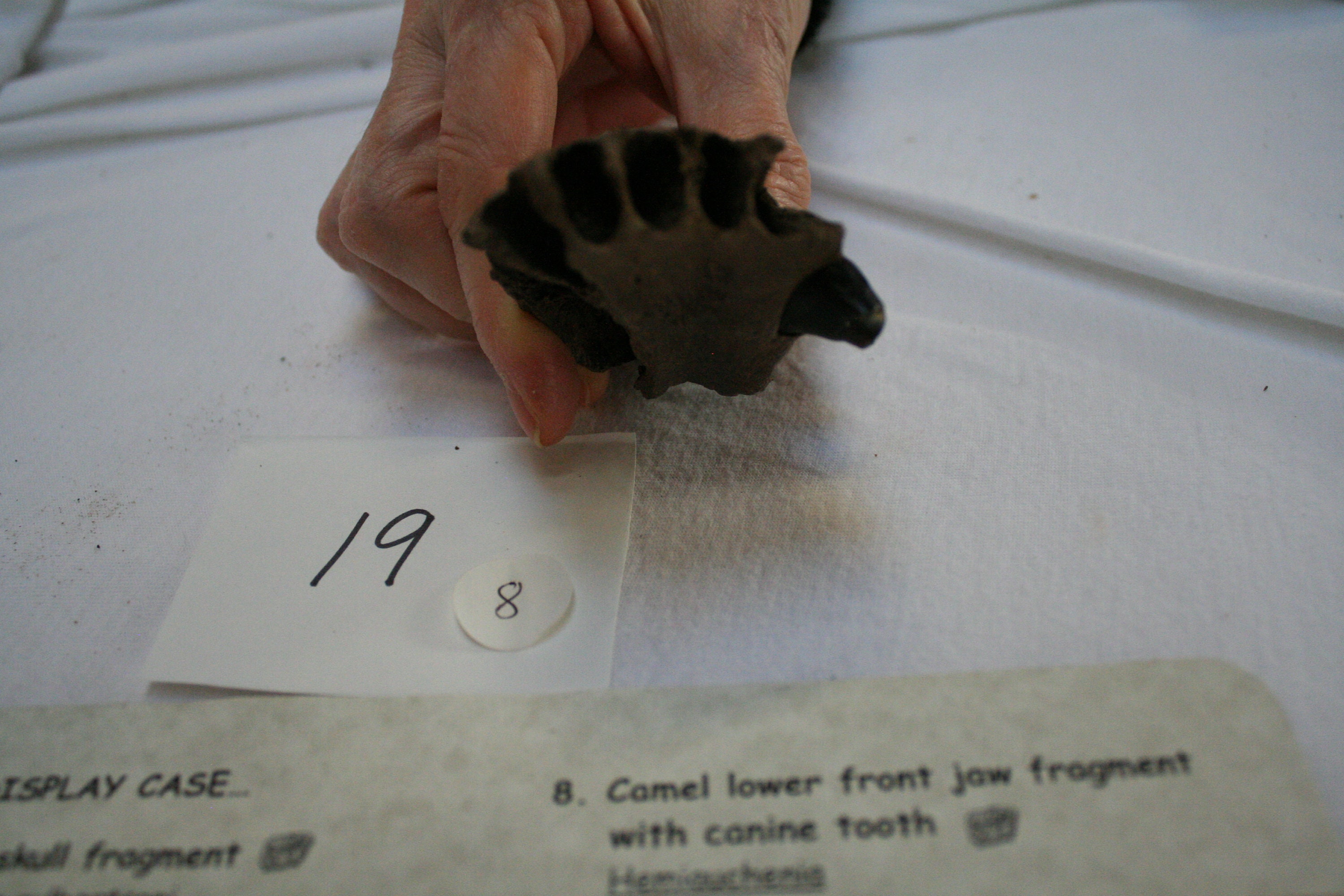 Prehistoric Camel Fossil - Teeth & Jaw - Etsy