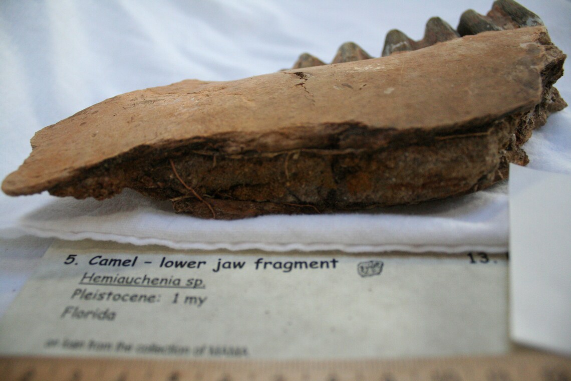 Prehistoric Camel Jaw With Teeth - Etsy