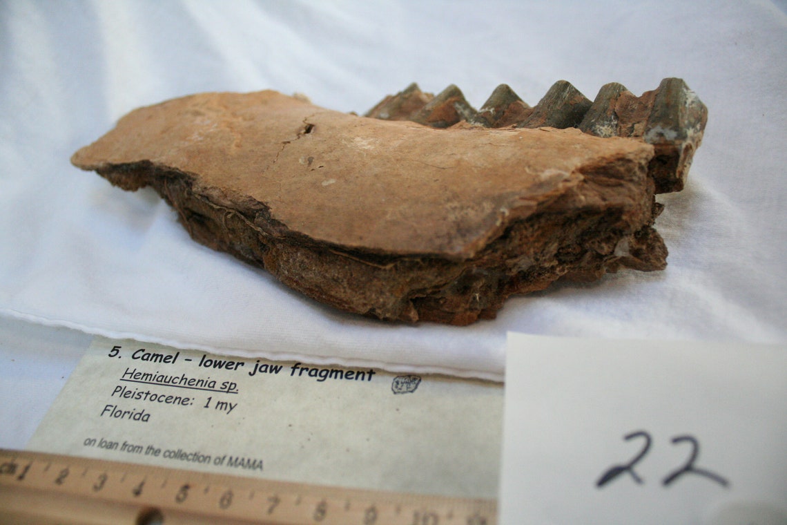 Prehistoric Camel Jaw With Teeth - Etsy