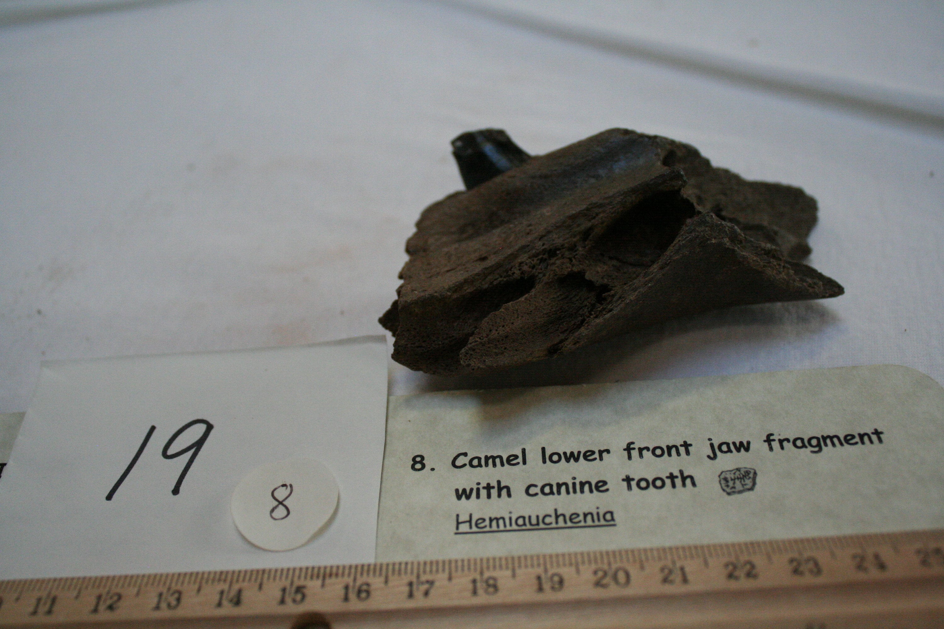 Prehistoric Camel Fossil - Teeth & Jaw - Etsy