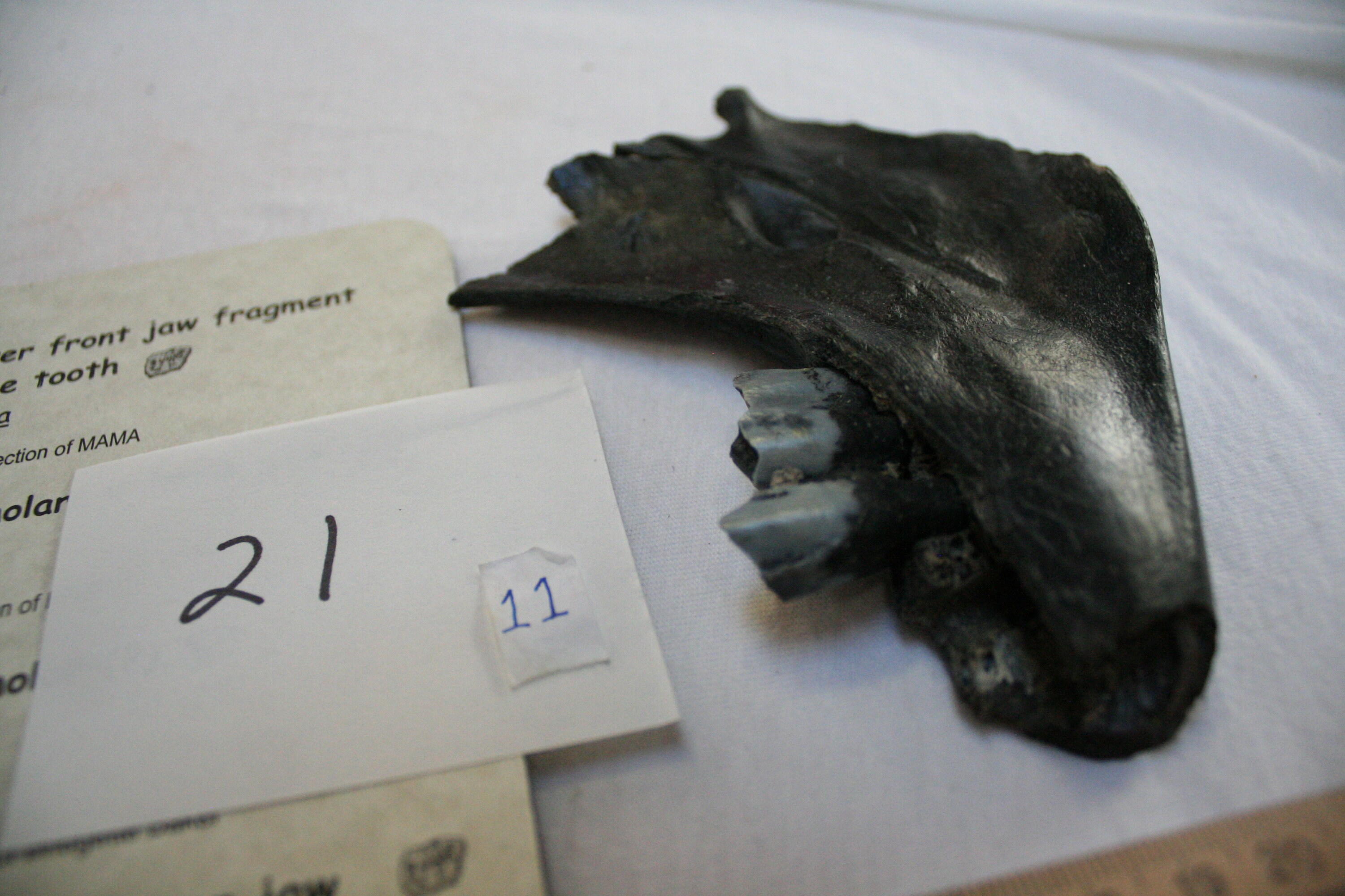 Prehistoric Paleo-llama Molar in Lower Jaw - Etsy