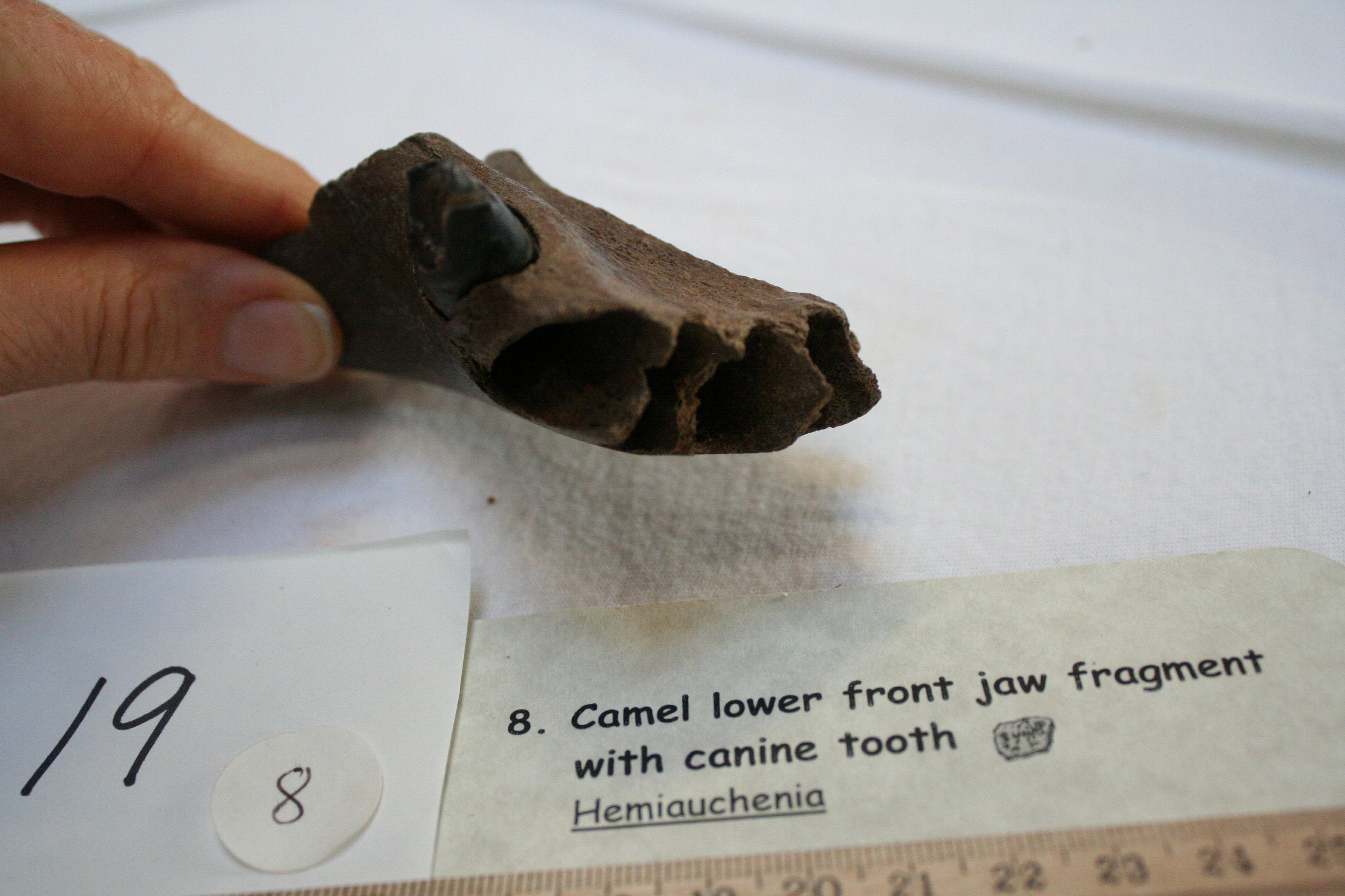 Prehistoric Camel Fossil - Teeth & Jaw - Etsy