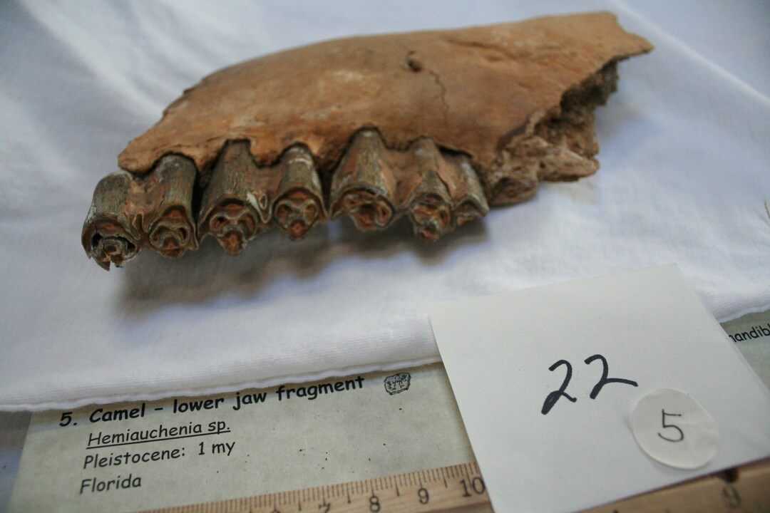 Prehistoric Camel Jaw With Teeth - Etsy