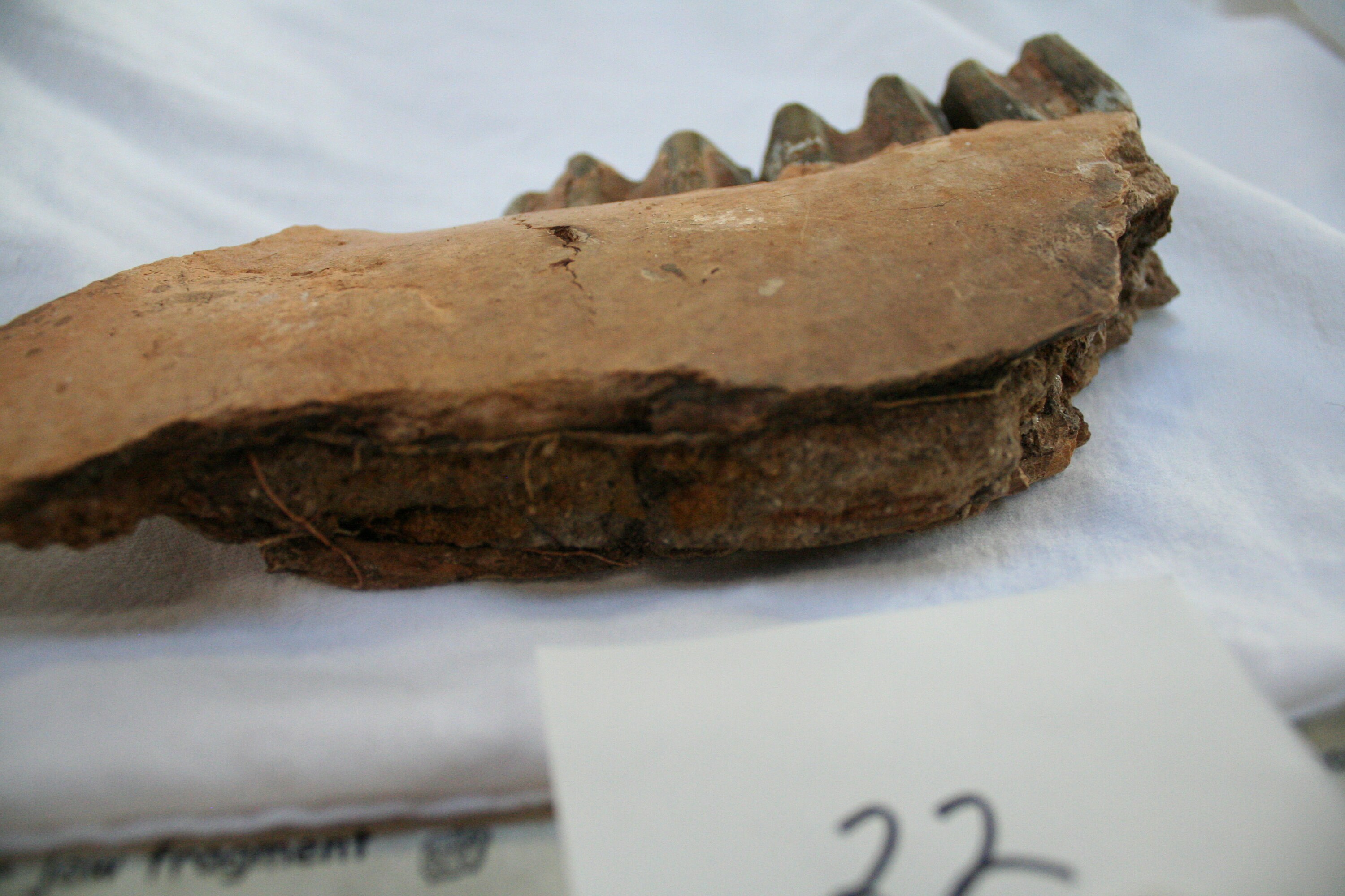 Prehistoric Camel Jaw With Teeth - Etsy