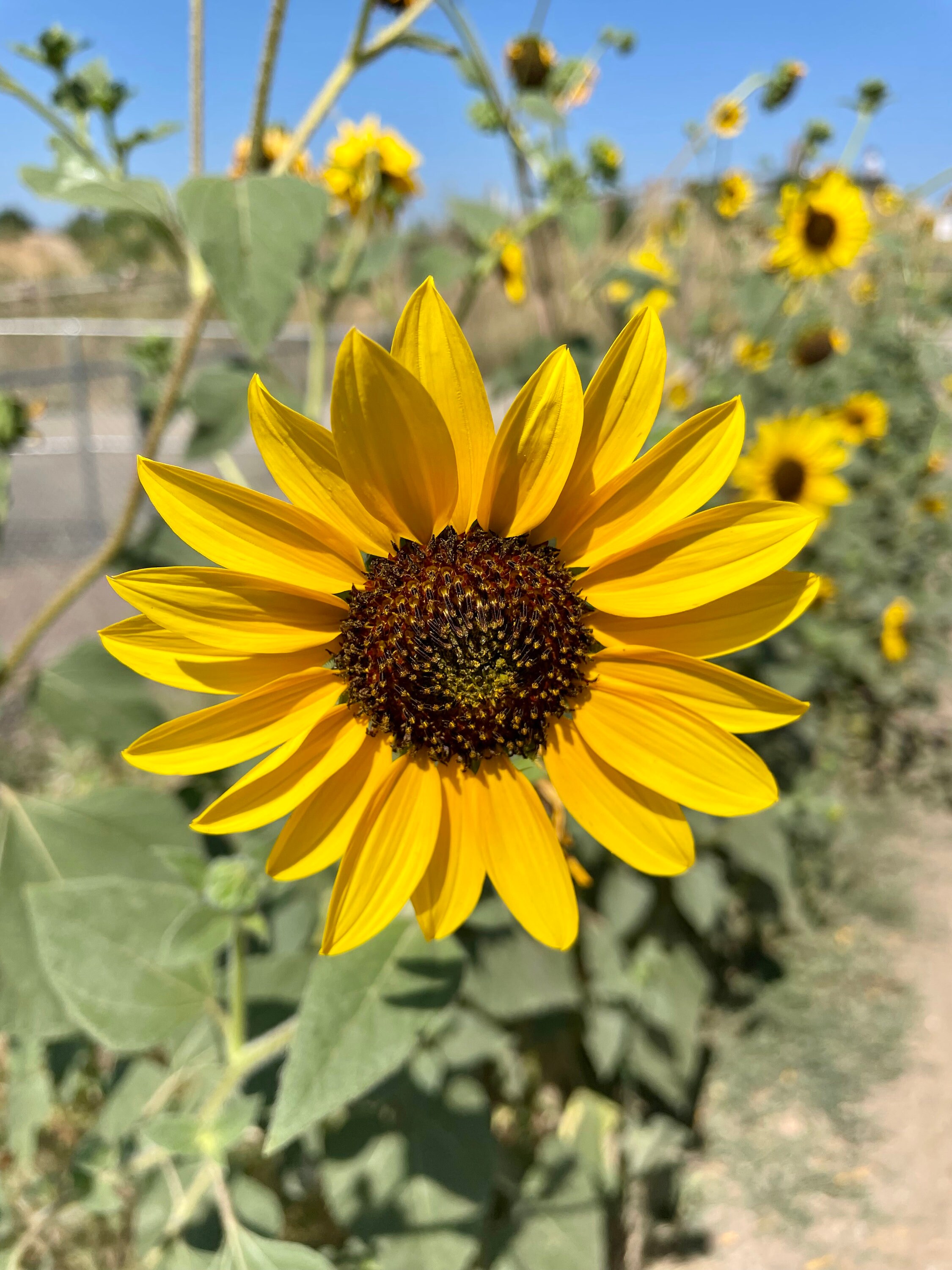 Sunflower Collection Assorted Greeting Card Set of 6 With Kraft ...