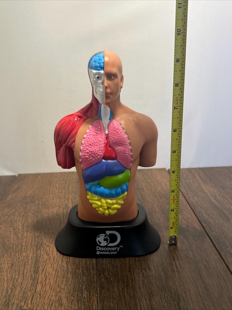 Anatomical Human Body Torso Discovery Mind Blown Educational Learning ...