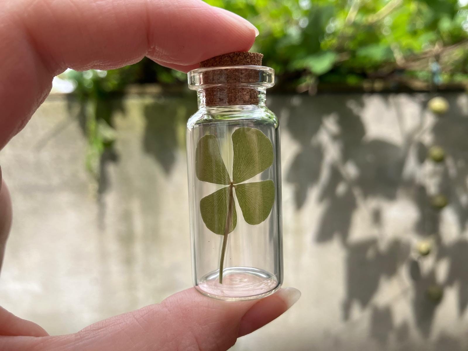 Real Four Leaf Clover Uv-protected Keeps Its Shape Dried/pressed ...