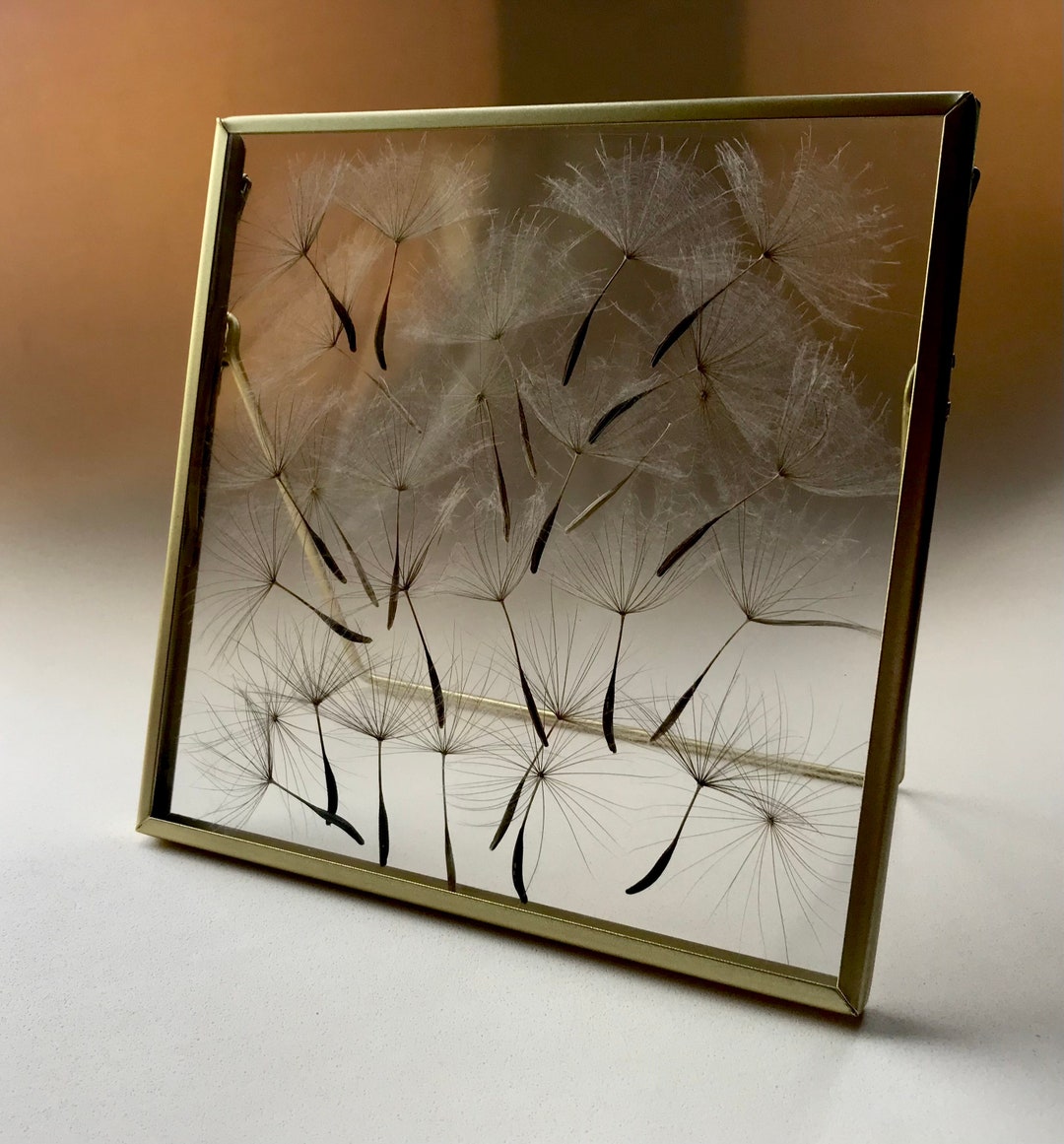 Giant Dandelion Seeds in See-through Frame Beautiful Botanical Art Wish Granting Wall Art Home ...