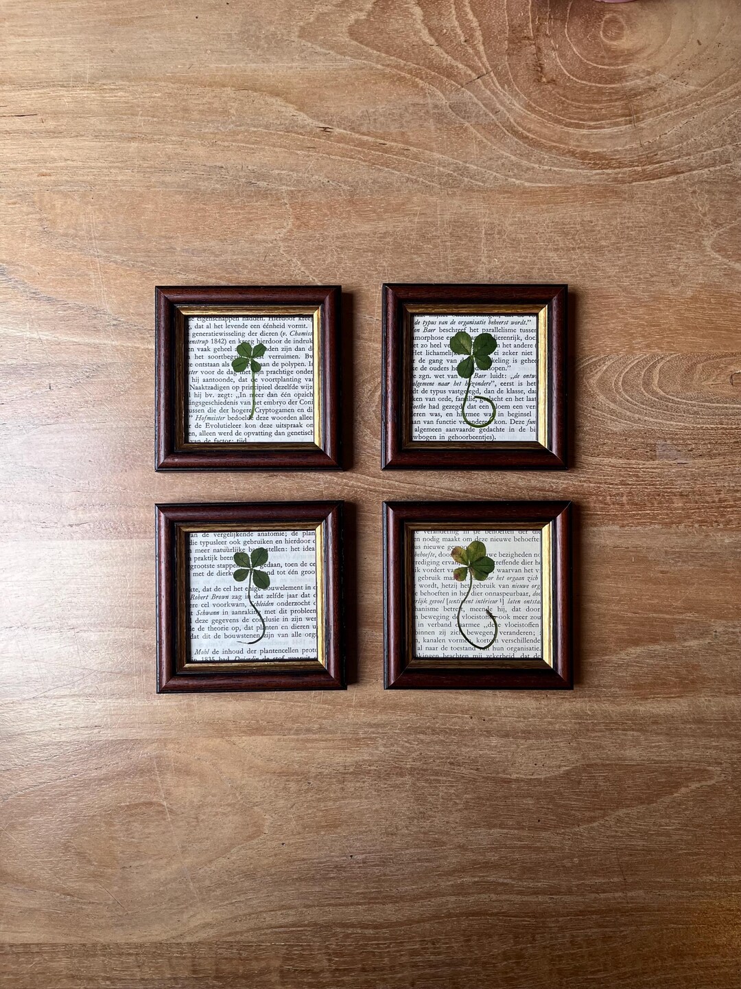Real 4 Leaf Clover on Vintage Biology Paper - Etsy