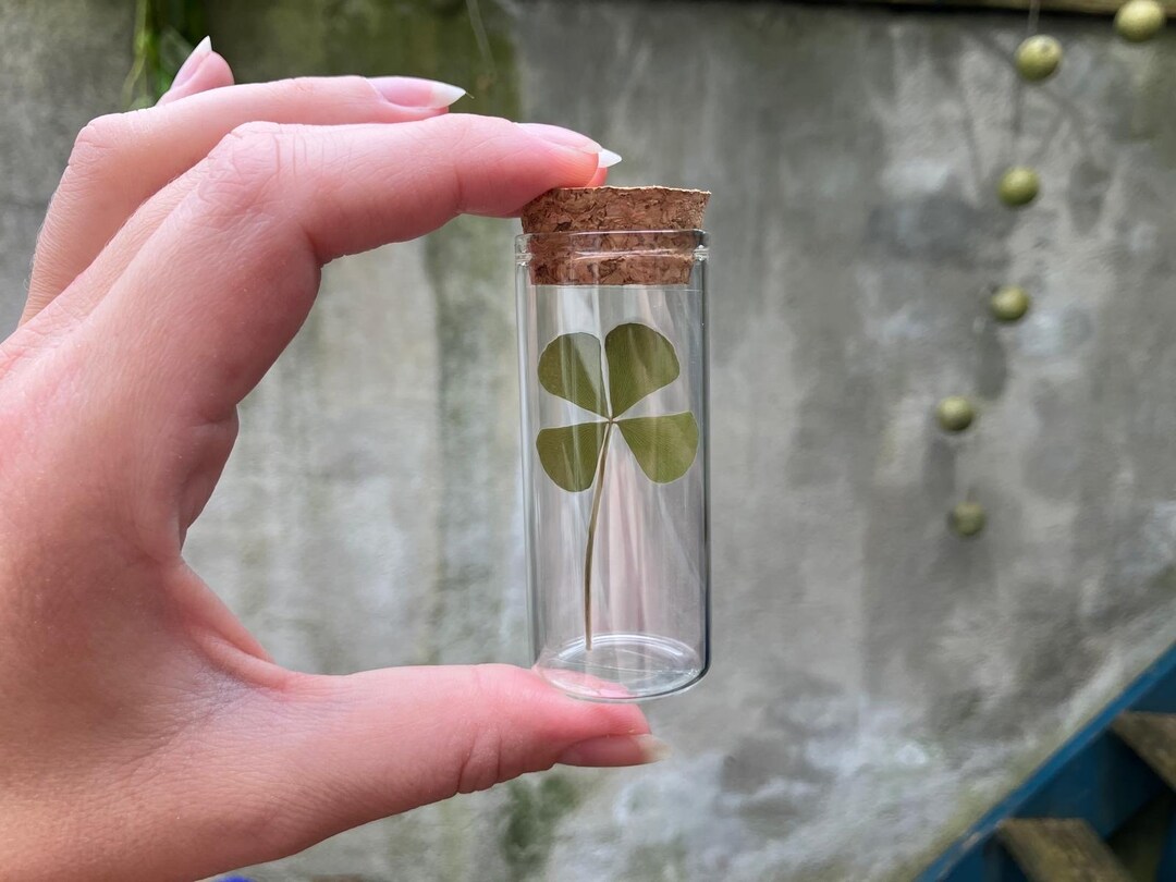 XL REAL Four Leaf Clover in Glass Bottle | Laminated and Uv-protected ...
