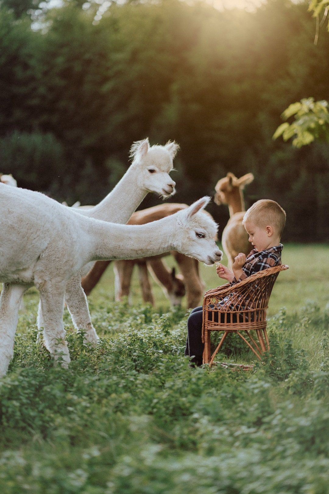 Wicker Chair for Kids in Natural Color, Comfortable Armchair for Kids ...