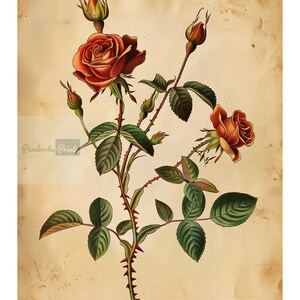 Vintage Rose Print Antique Flower Illustration Botanical Rose Painting ...