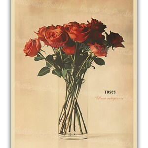 Vintage Vase of Red Roses Print Antique Flower Illustration Botanical ...