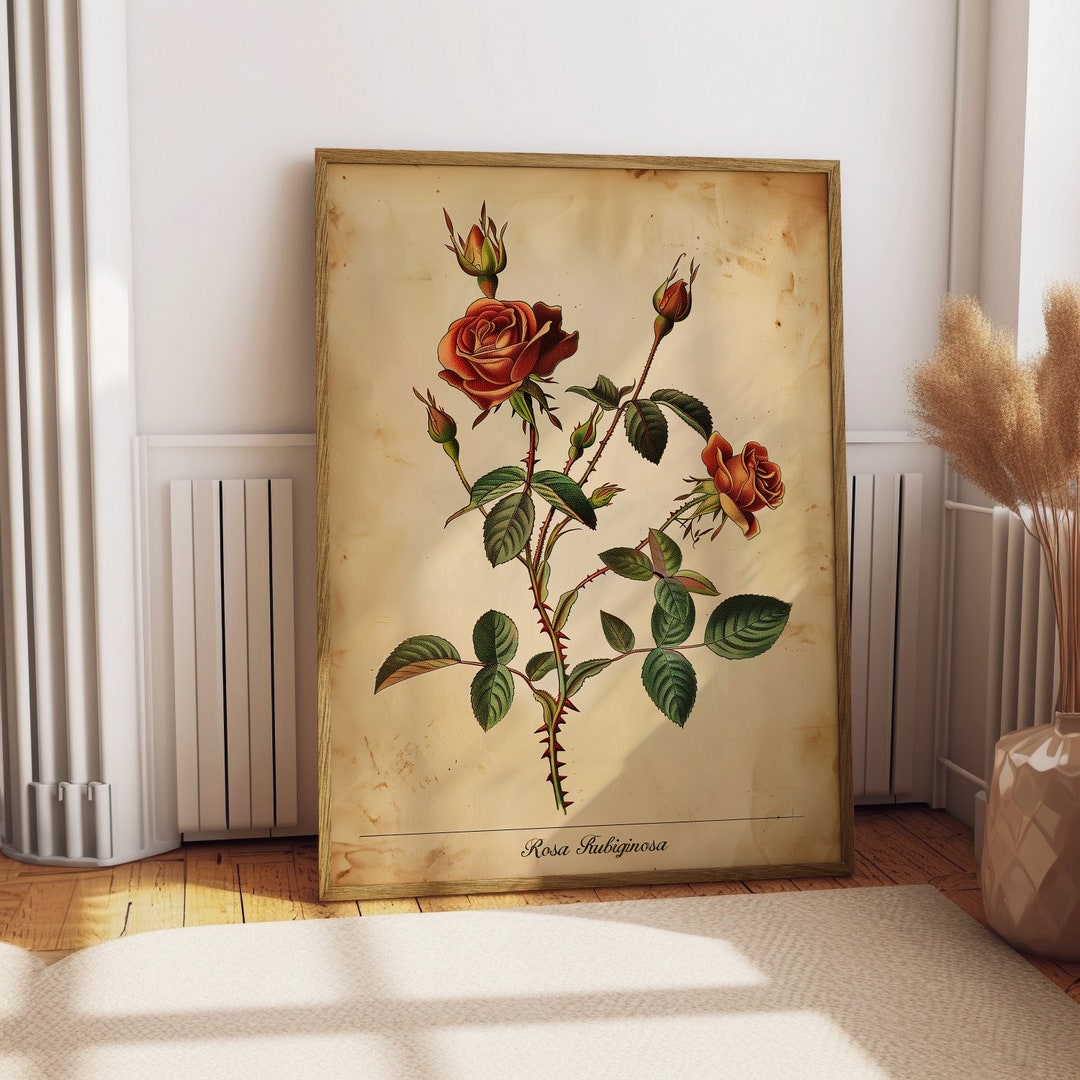 Vintage Rose Print Antique Flower Illustration Botanical Rose Painting ...
