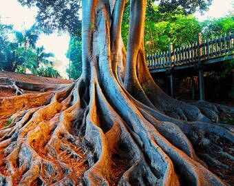 Tree Roots Wall Art - Etsy