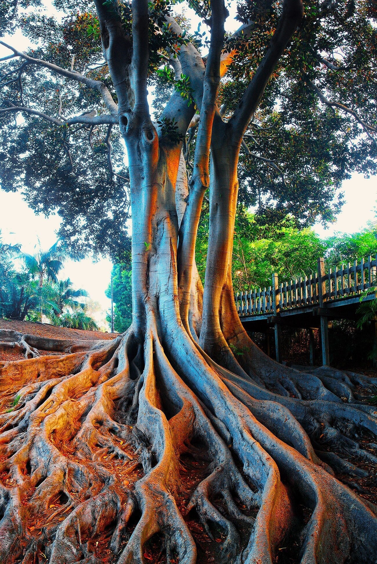 Grounded - Tree of Life With Roots Exposed - Print Wall Art - Etsy