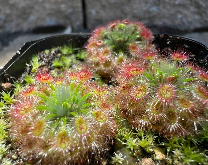 Drosera X 'dork's Pink' (pygmy Sundew) Live Carnivorous Plant - Etsy