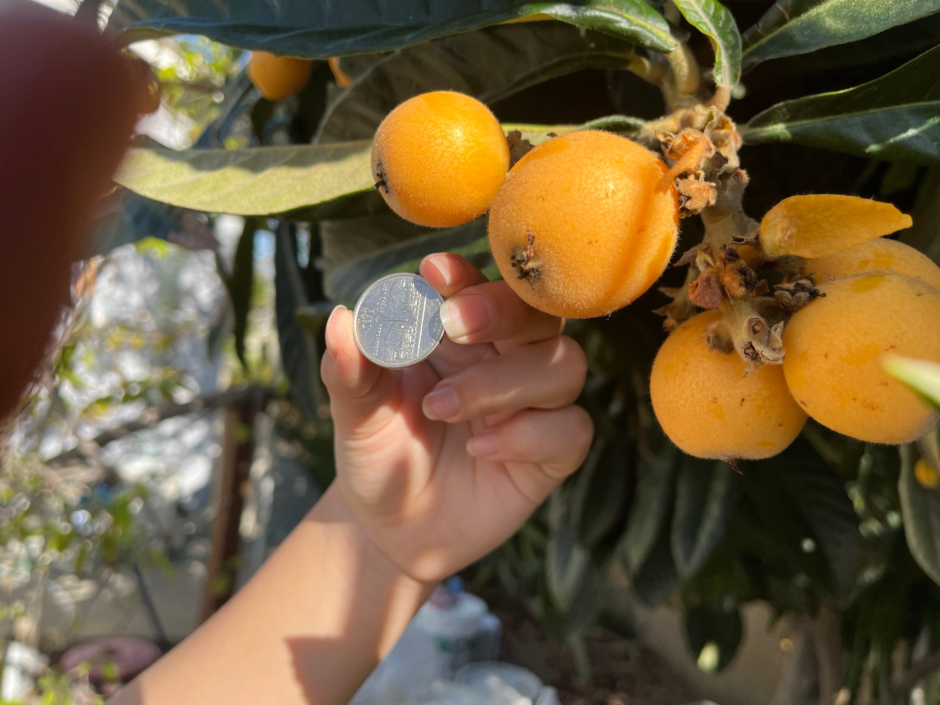 Organic Loquat Fruit Tree small Plants - Etsy