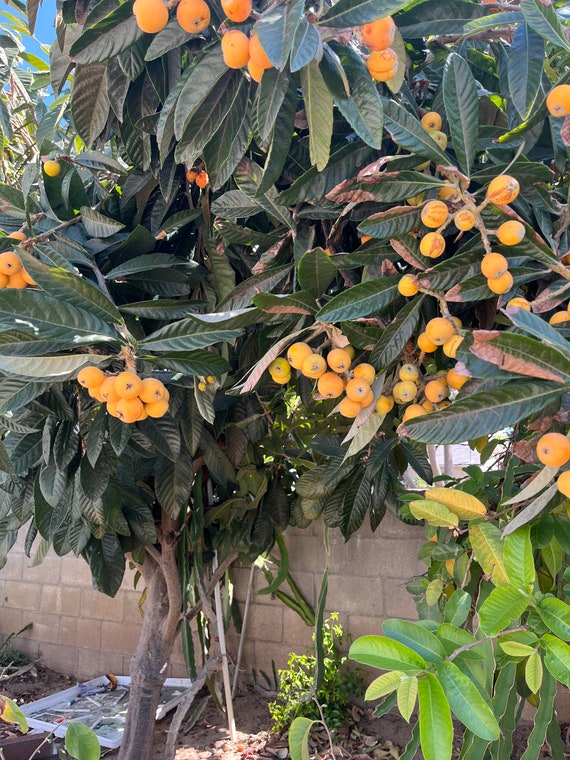 Organic Loquat Fruit Tree small Plants - Etsy