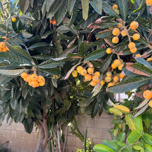 Dwarf Loquat Tree - Etsy