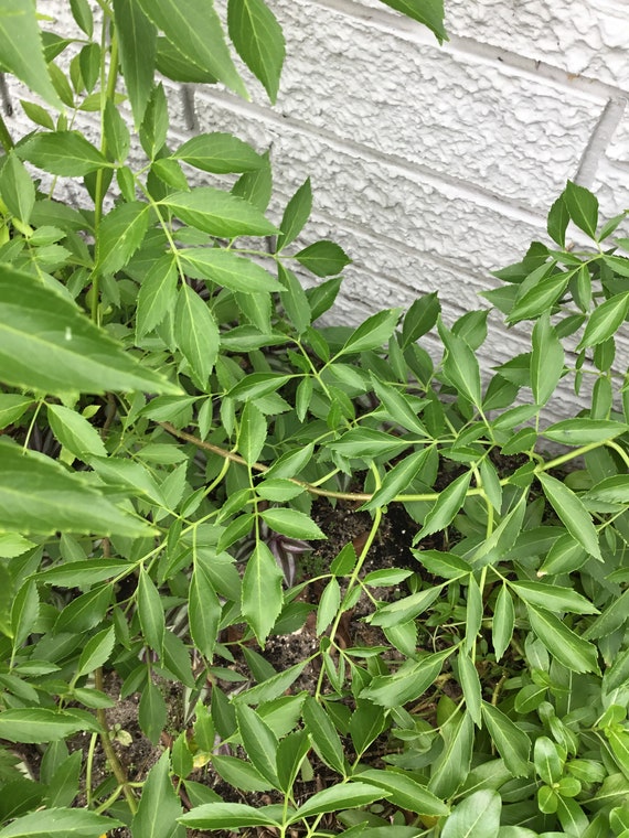 Sauco Blanco Fresh Cuttings & Dry Leaves - Etsy
