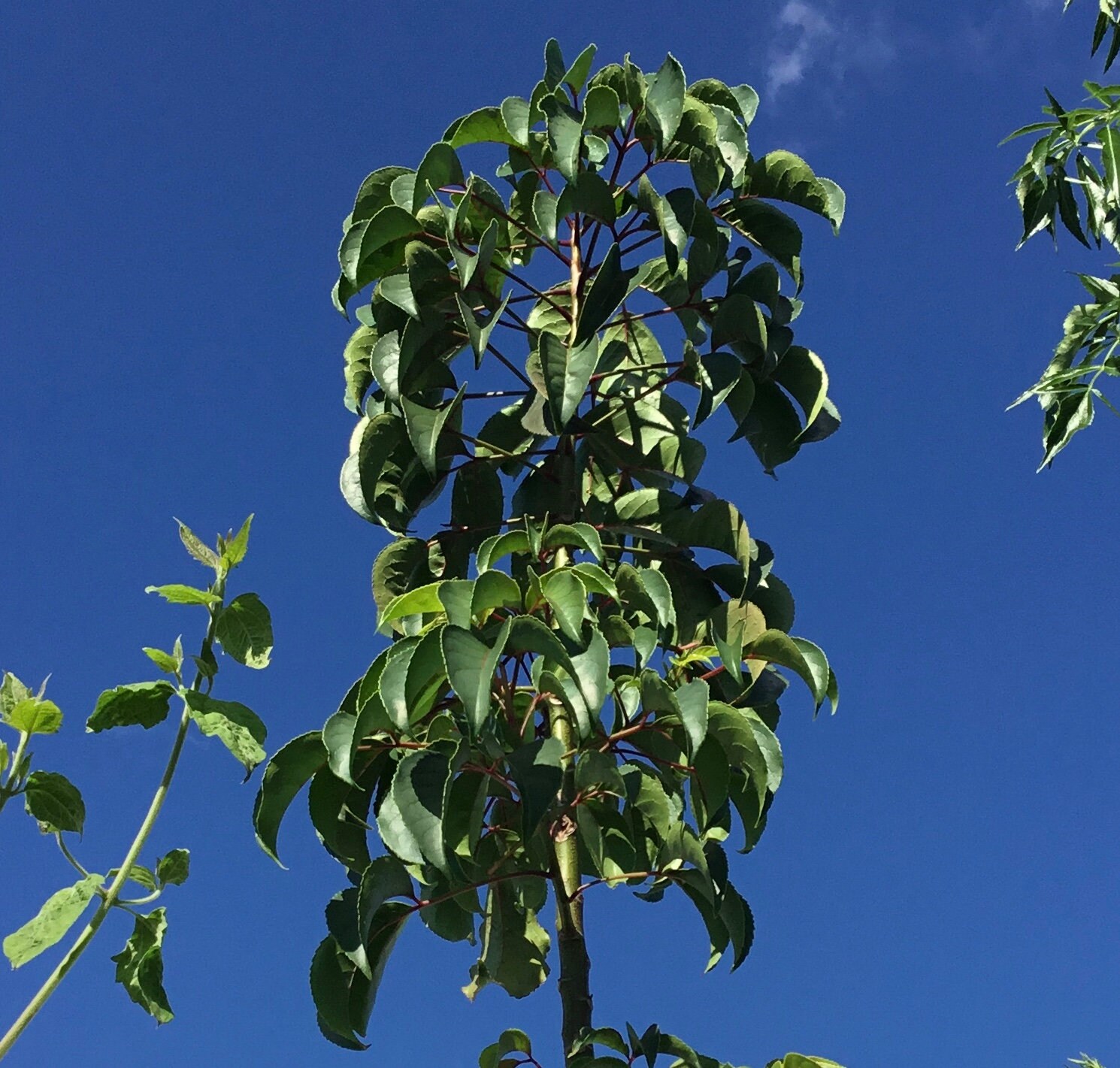 Almacigo Dry Leaves & Fresh Cuttings - Etsy