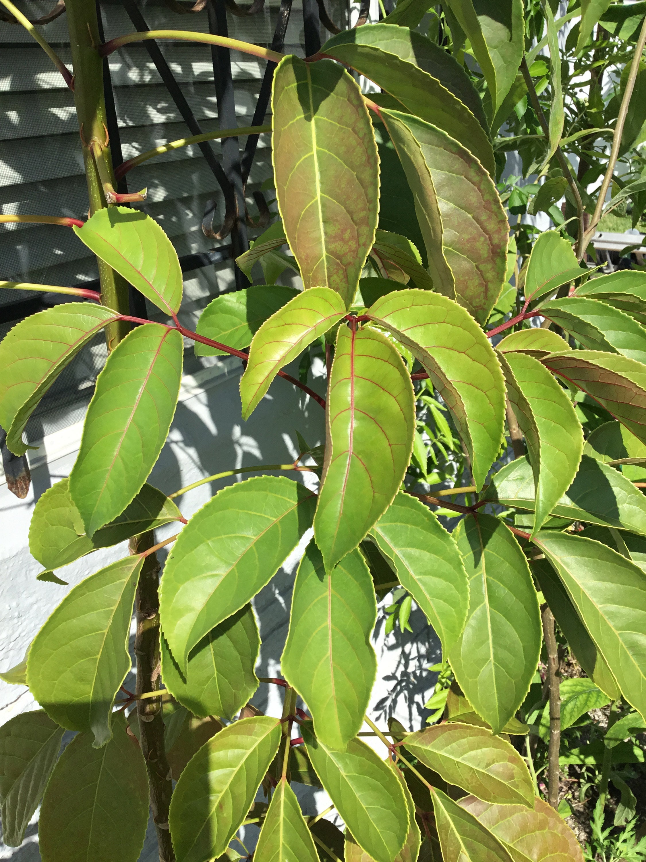 Almacigo Dry Leaves & Fresh Cuttings - Etsy