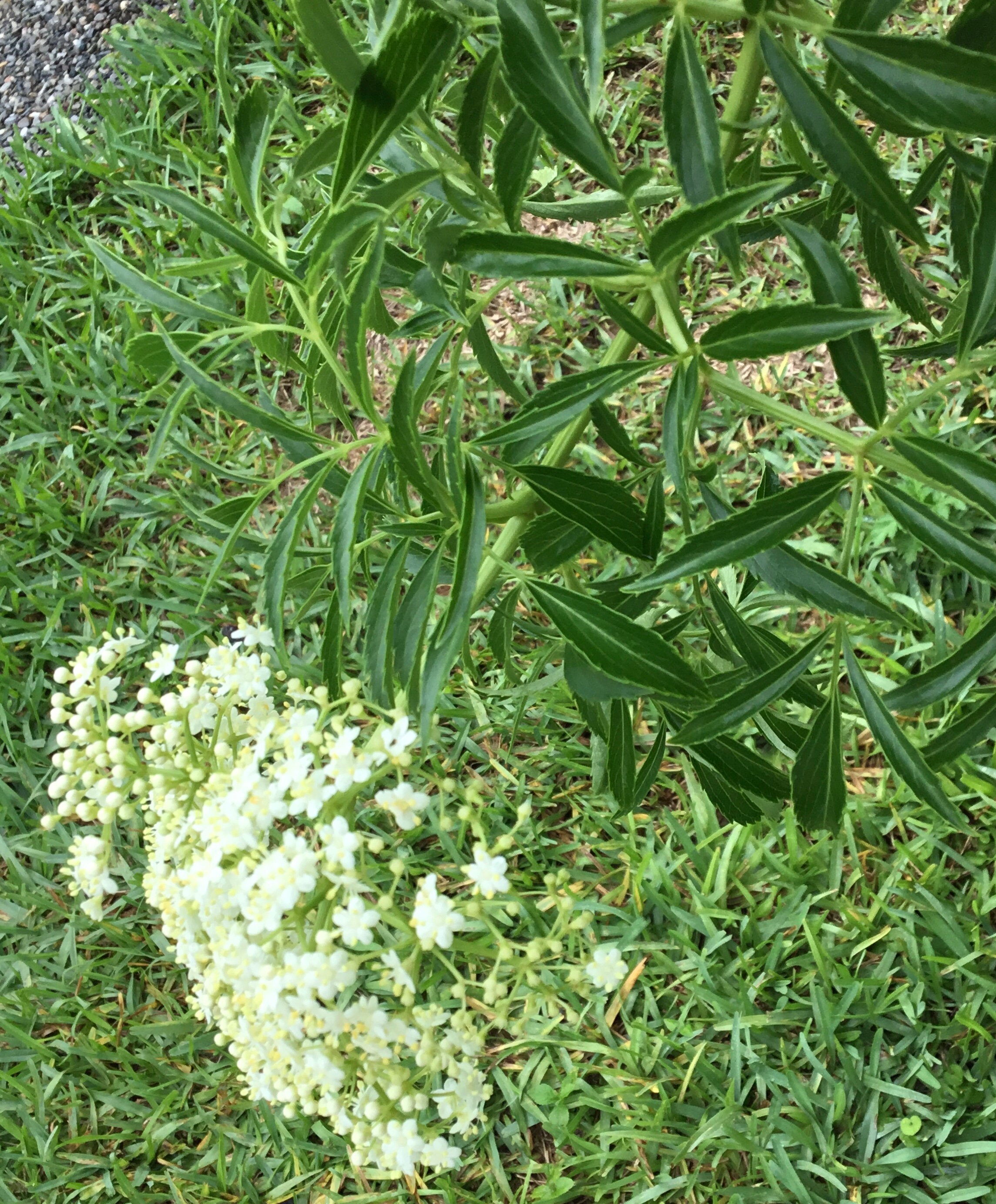 Sauco Blanco Fresh Cuttings & Dry Leaves - Etsy