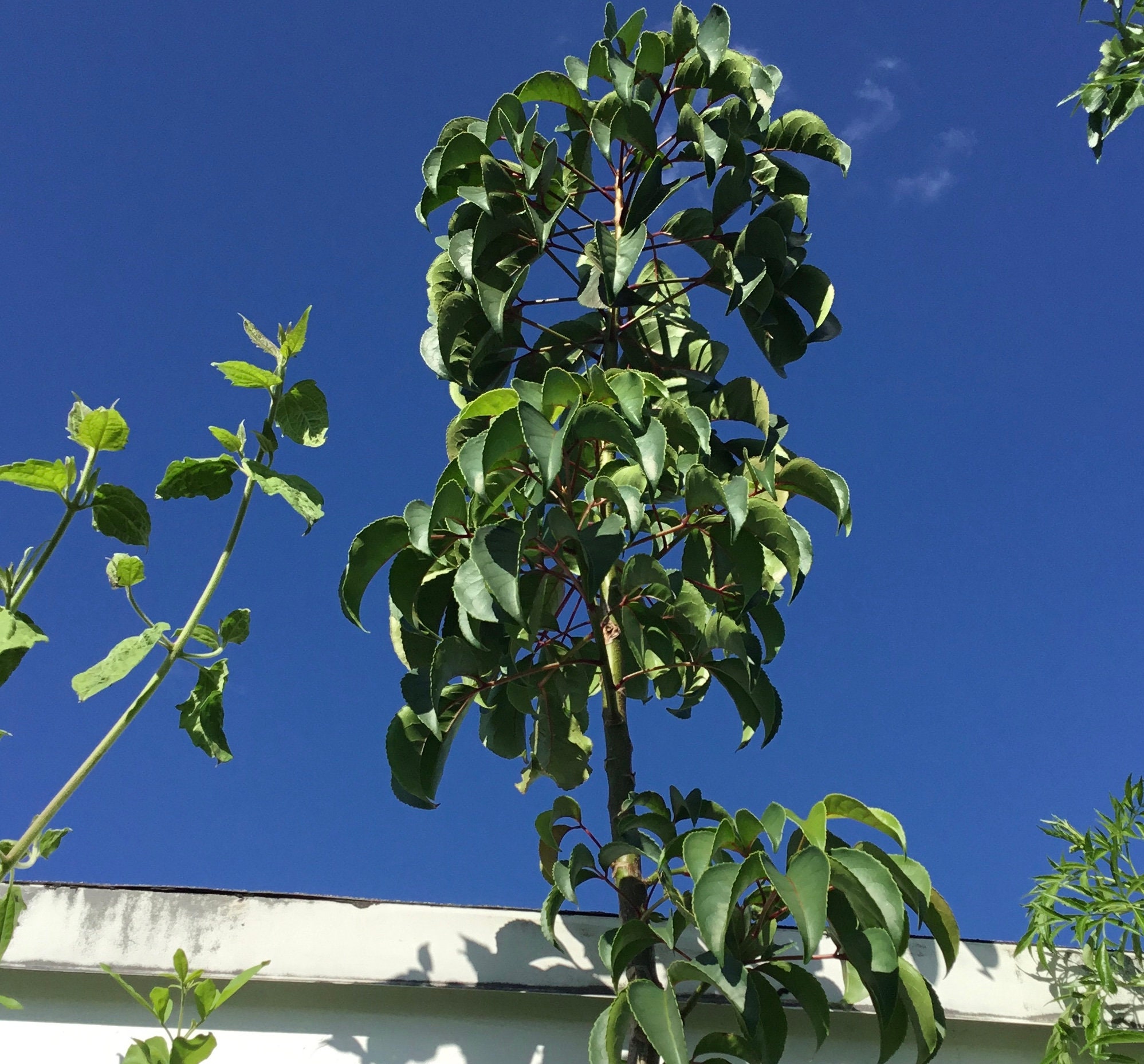 Almacigo Dry Leaves & Fresh Cuttings - Etsy