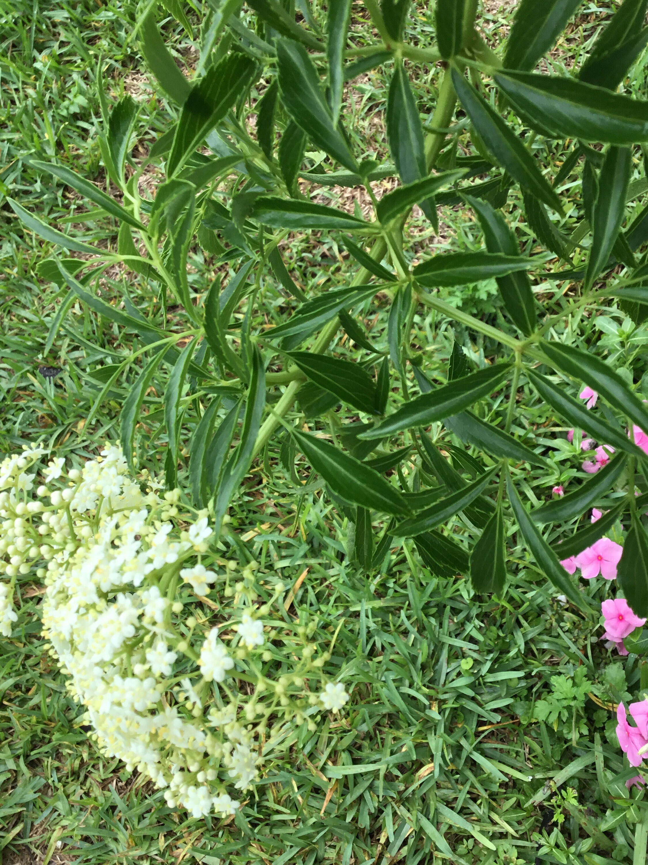 Sauco Blanco Fresh Cuttings & Dry Leaves - Etsy
