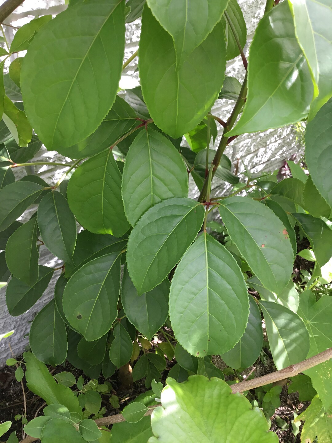 Almacigo Dry Leaves & Fresh Cuttings - Etsy
