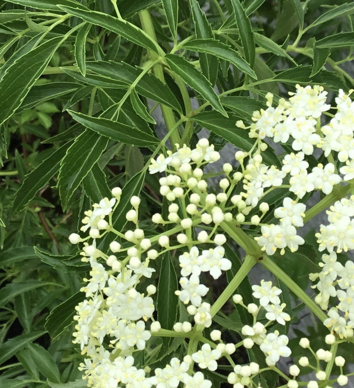 Sauco Blanco Fresh Cuttings & Dry Leaves - Etsy