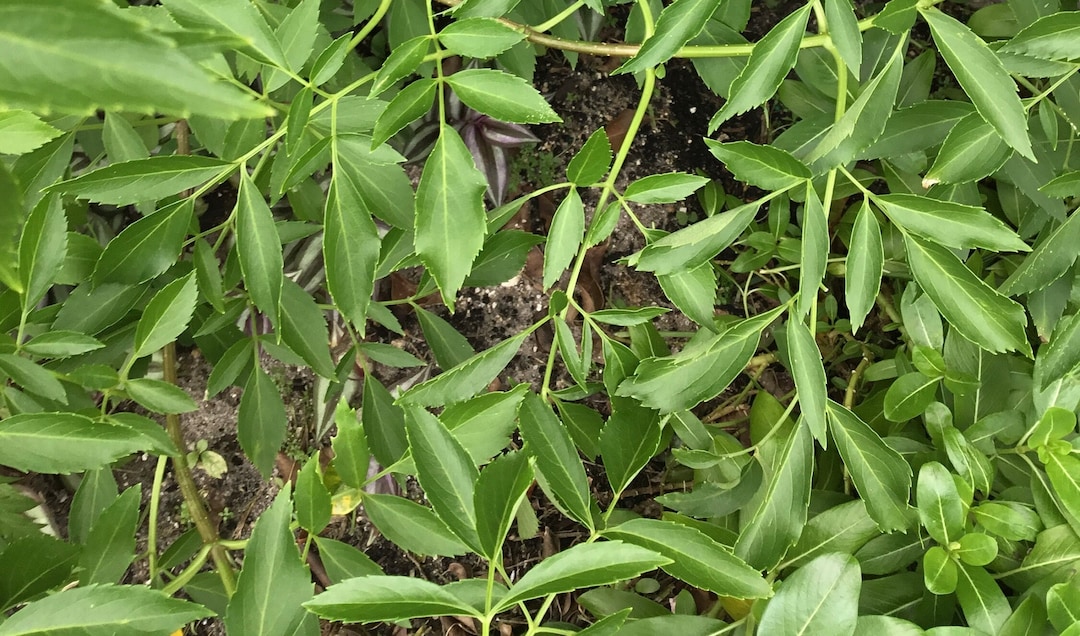 Sauco Blanco Fresh Cuttings & Dry Leaves - Etsy